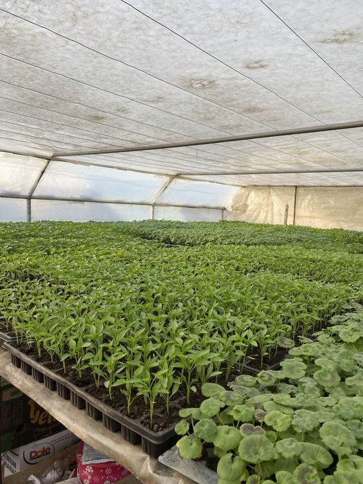 Rasaduri legume Balta Doamnei Prahova Balta Doamnei • OLX.ro