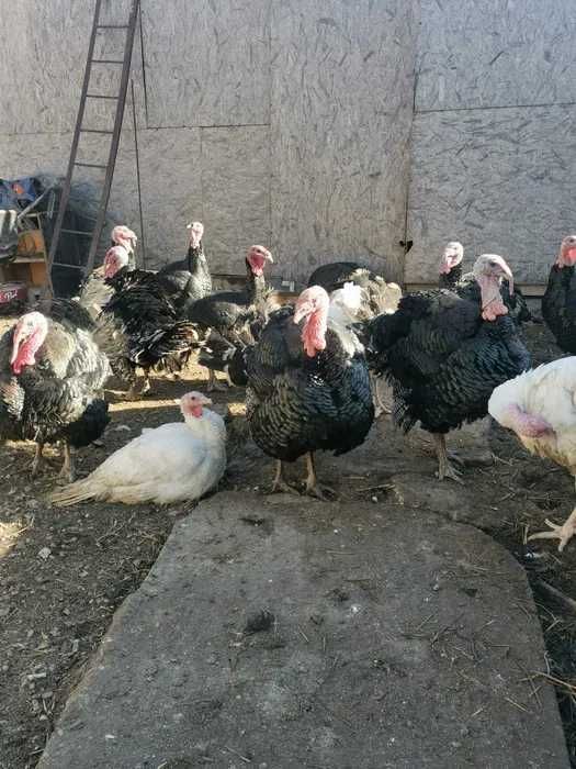 Curcani de carne negri crescuți în gospodarie natural Bragadiru • OLX.ro