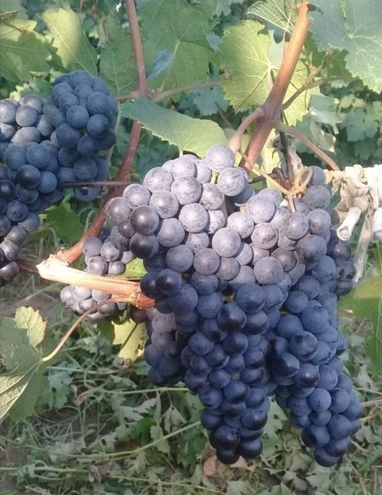 Struguri pentru vin Husi • OLX.ro