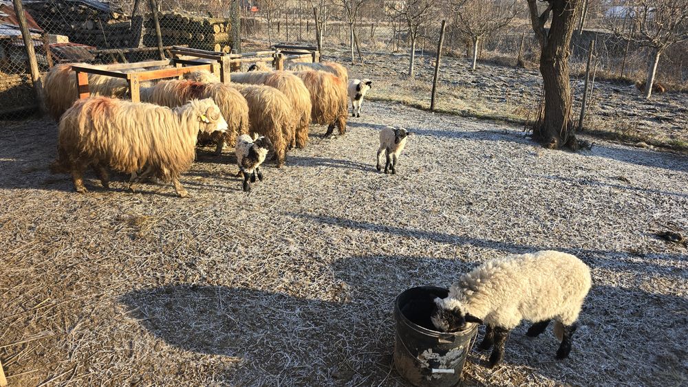 Vând oi cu miei! Calan • OLX.ro