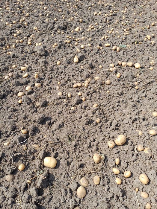 Vând Cartofi albi Horodnic de Sus • OLX.ro