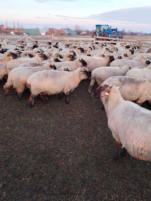 Oi la schimb cu vaci angus Brazi • OLX.ro