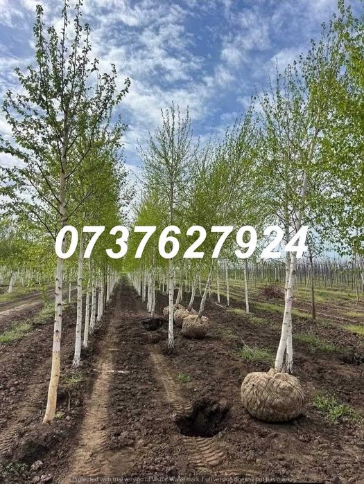 Arbori Ornamentali Mari (3-5m) | Tei, Platan | Poze/Video Live Iasi ...