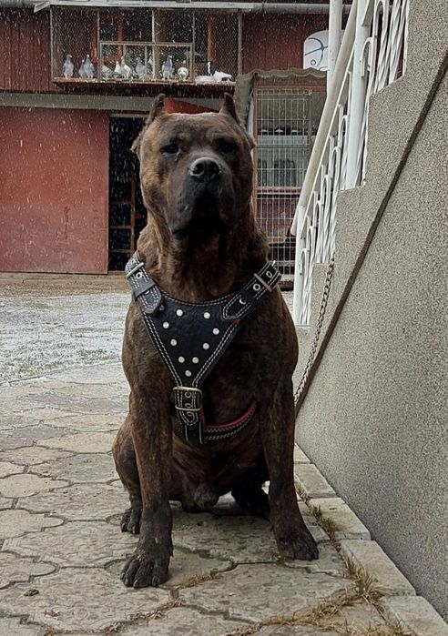 Mascul Presa Canario Covasna • OLX.ro