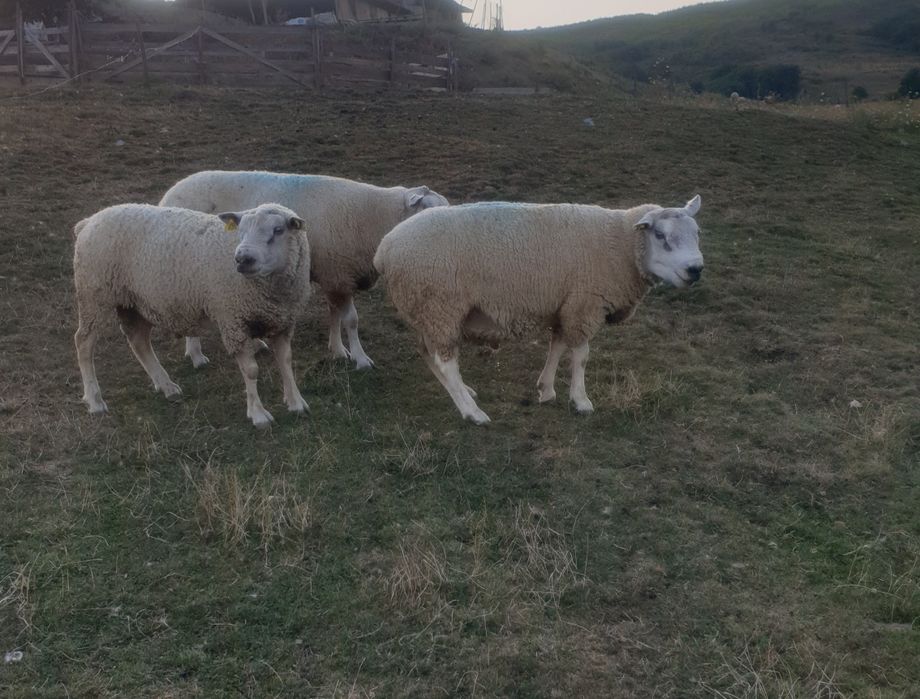 Berbeci rasă texel Bistrita • OLX.ro