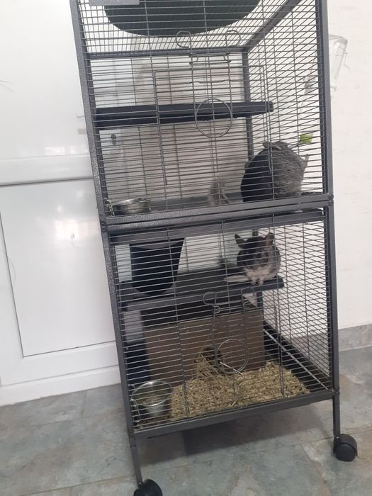 Cusca mare iepuri, pasari Galati • OLX.ro