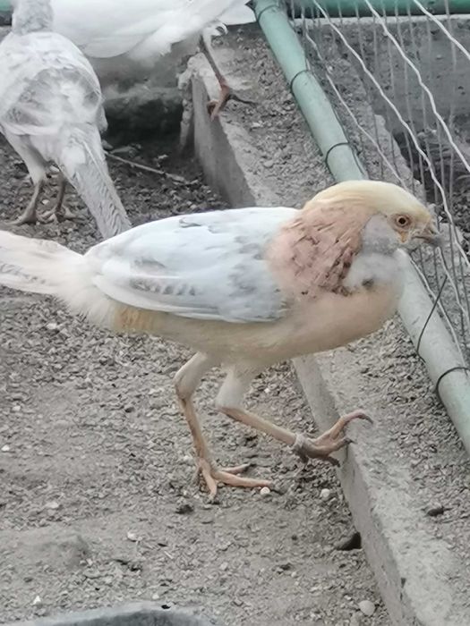 Vând pauni si fazani Corbii Mari • OLX.ro