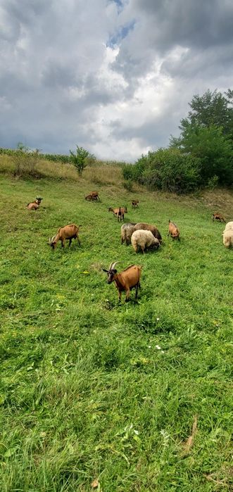 Capre alpine franceze Urecheni • OLX.ro