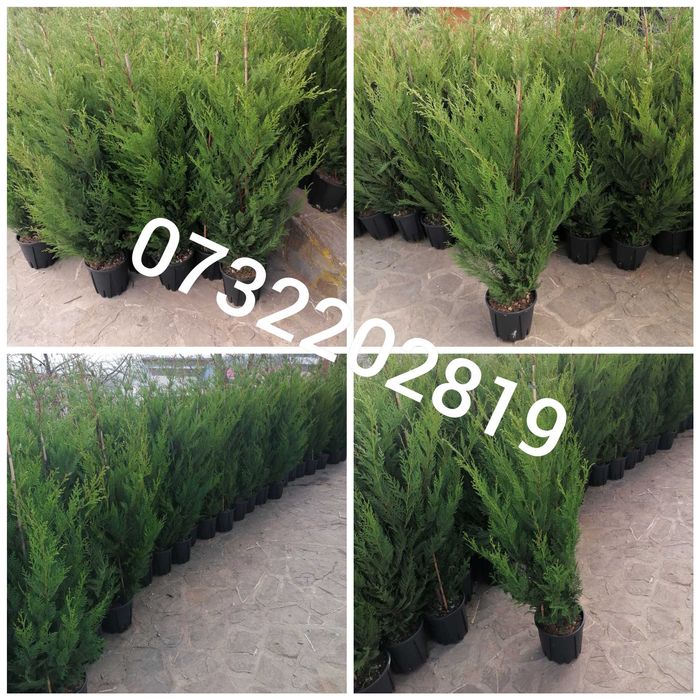 Tuia leylandi, columnaris, smarald, mesteacăn, magnolie Bucuresti ...