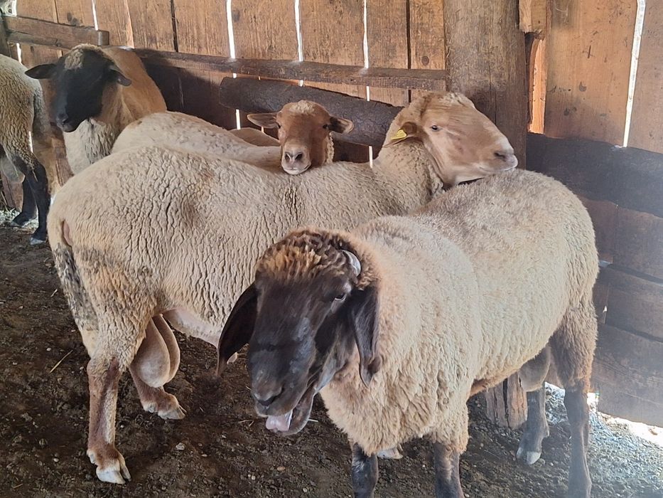 Berbeci de vanzare Focsani • OLX.ro