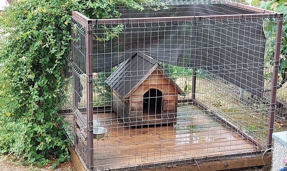 Padoc / Tarc Caine Strejnicu • OLX.ro