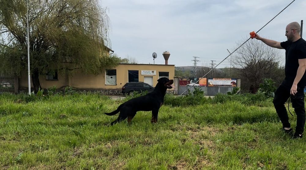 Ротвайлерчета По FCI Стандарт Ротвайлер гр. Монтана Идеален център • OLX.bg