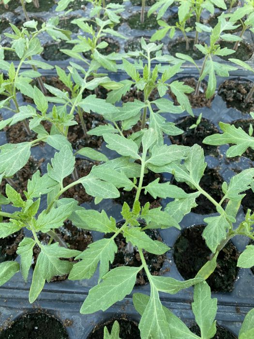 Rasaduri plante solar si camp Tartasesti • OLX.ro