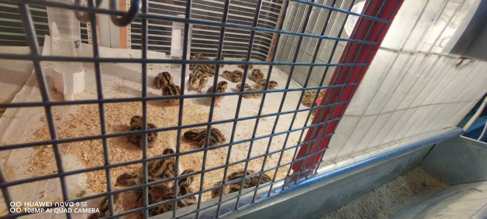 Vand oua prepelita și prepelițe pt sacrificat Rosiori de Vede • OLX.ro