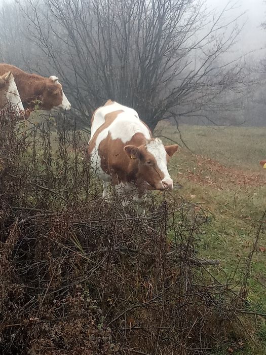 Vand vaci bune de lapte Vicovu de Jos • OLX.ro