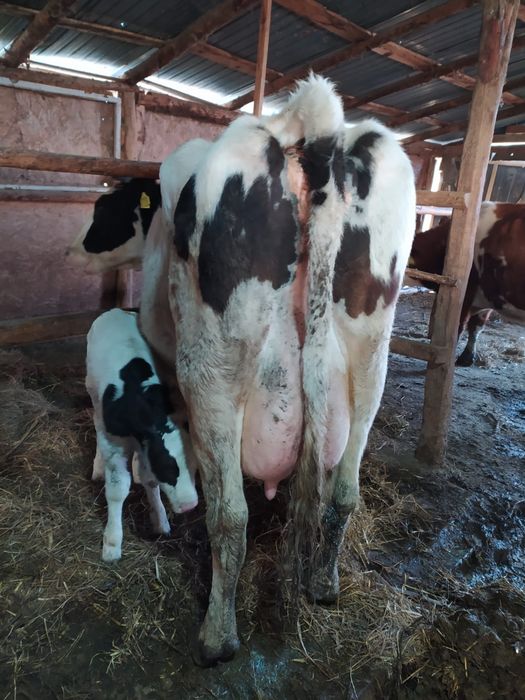 Vând vaca cu vitel Macesu de Jos • OLX.ro