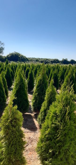 Tuia mesteacan brazi tei gazon rulou Targu Jiu • OLX.ro