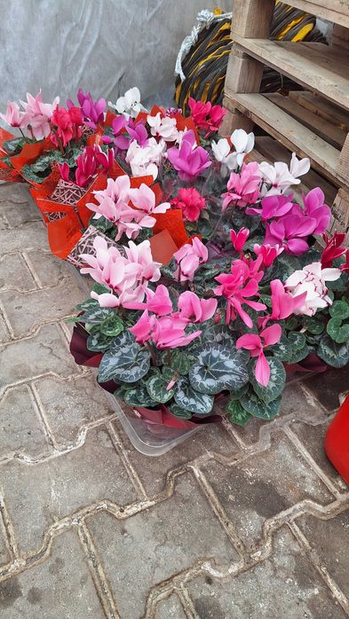 Zambila, Cyclamen, Panseluta de vanzare pentru 14 februarie,1-8 martie ...
