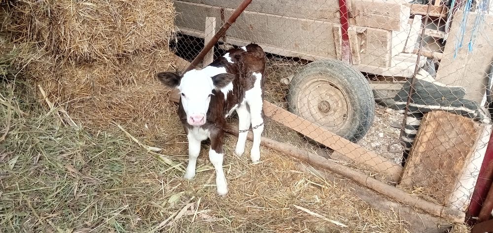 Vînd Vițeauă ... Ohaba-Forgaci • OLX.ro