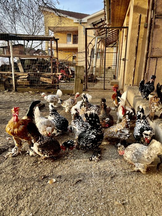 Ouă pt incubat gaini pitice golase incaltate motate Oradea • OLX.ro