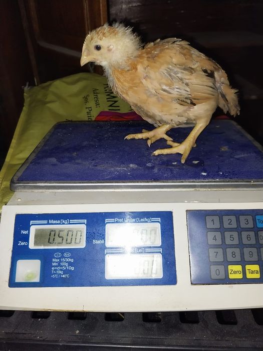 Pui zburati la 3 Focsani • OLX.ro