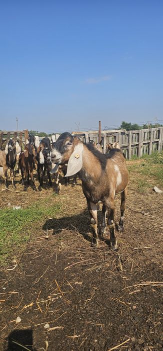 Tapi anglo nubieni cu pedigree Botosani • OLX.ro
