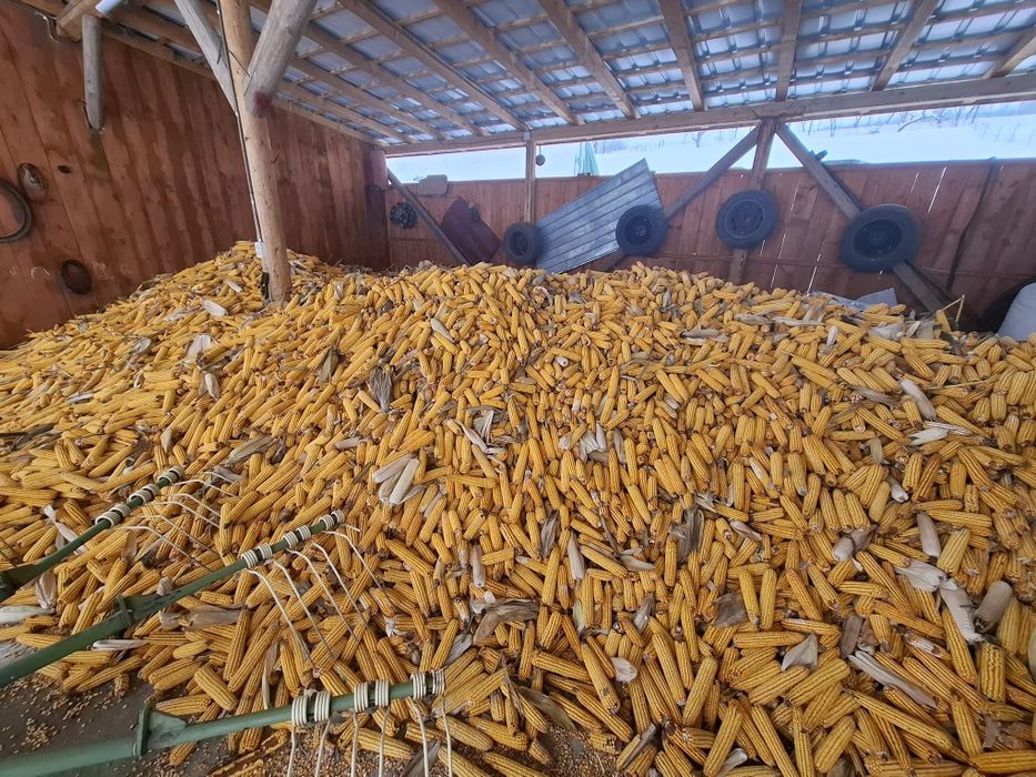 Porumb știuleți. Jichisu de Jos • OLX.ro