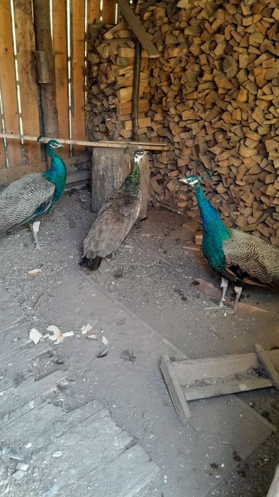 Vinzari pauni ,crescuti cu pasarii de curte Parhauti • OLX.ro