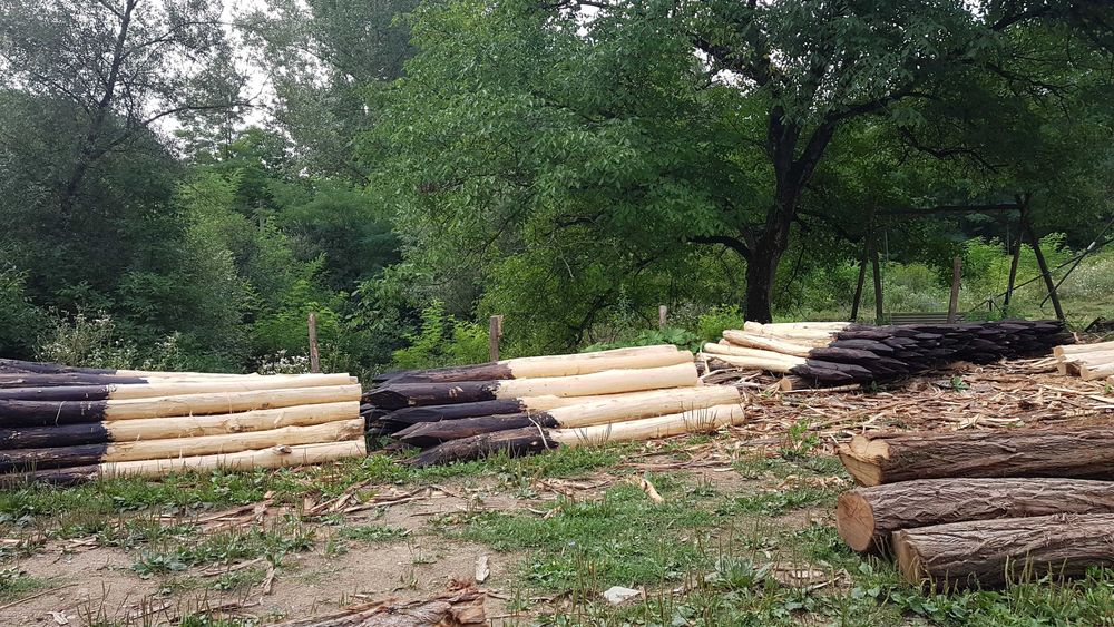 Stalpi din salcam pentru garduri electrice si cherestea Bacainti • OLX.ro