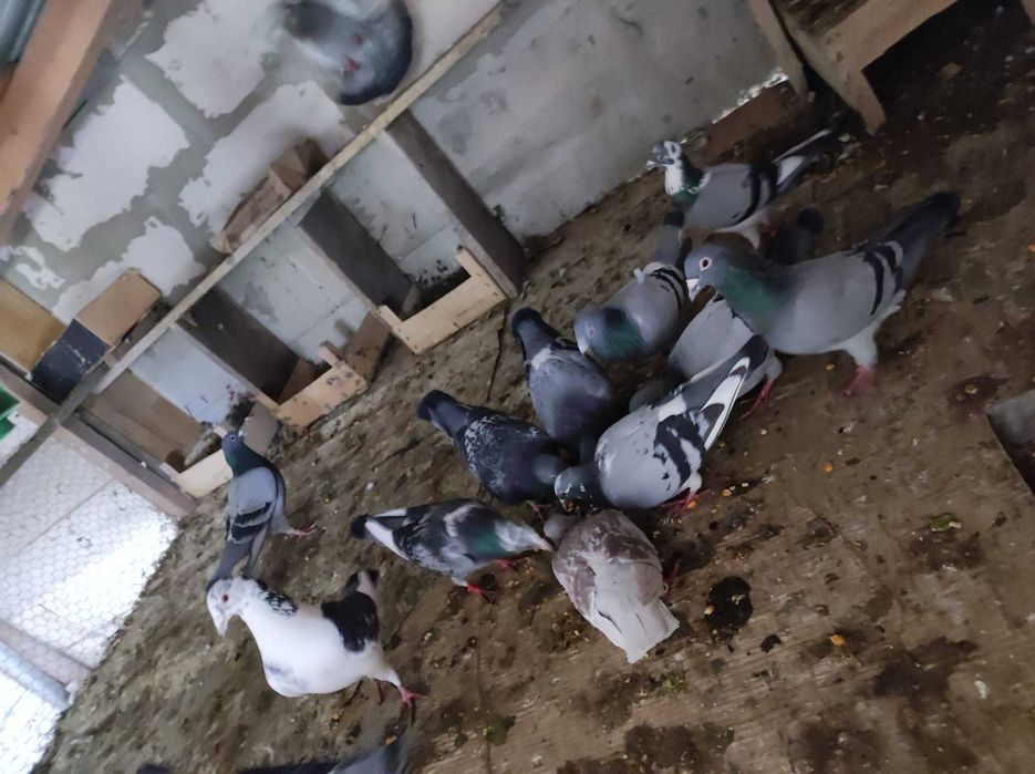 Vând pui de porumbei neieșiți la zbor și bătrâni cu clasări! Valea lui ...