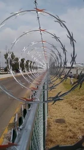 sarma ghimpata nato de vanzare ' Anunturi ' OLX.ro