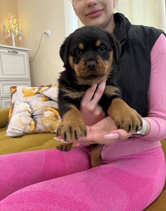 Ротвайлерчета По FCI Стандарт Ротвайлер гр. Монтана Идеален център • OLX.bg