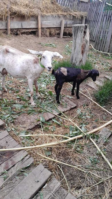 Vand 15 capre din rasa Saanen, 9 iedute 2024 si un tap Anglo-Nubian Voinesti • OLX.ro