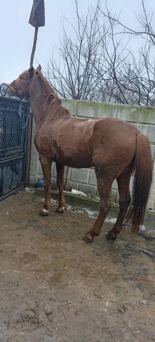De vânzare cal roib Celaru • OLX.ro