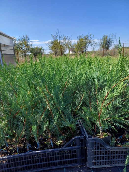 Leilandi verde pentru gard viu Timisoara • OLX.ro