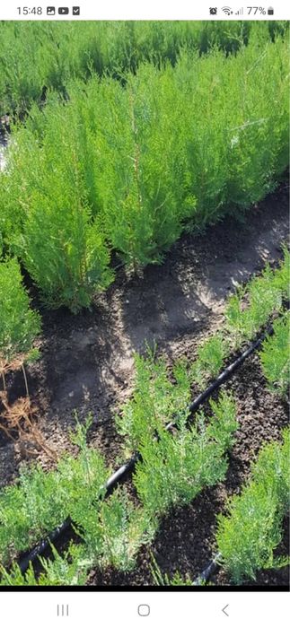 Tuia Biota Orientalis Slobozia Noua • OLX.ro