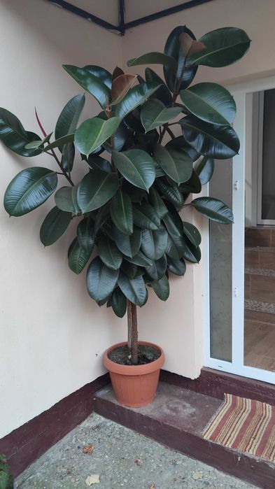 Floare de ficus foarte frumoasa Onesti • OLX.ro
