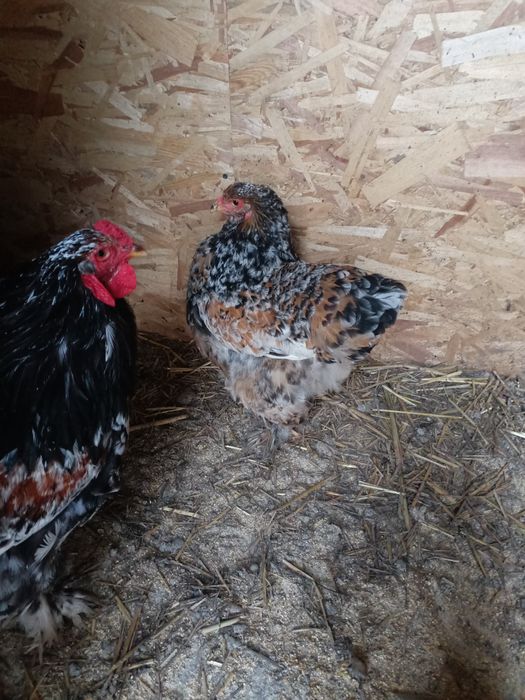 Pui australorp și brahma porțelan disponibili după 9 aprilie Prundu • OLX.ro