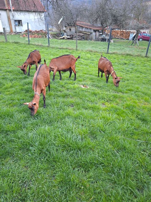 capre alpina franceza de vanzare ' Anunturi ' OLX.ro