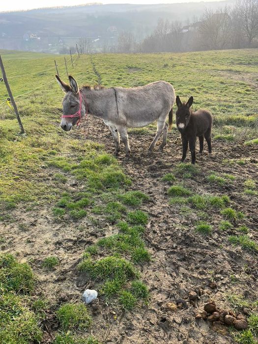 Vand magarita cu pui,cu lapte Hidiselu de Sus • OLX.ro