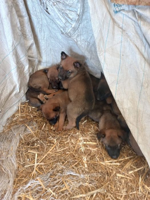 Catelusi rasa “Ciobanesc Belgian Malinois” isi cauta o noua casa ...