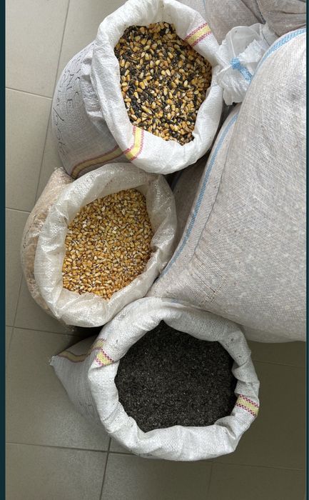 Porumb grau floarea soarelui tarte srot soia mazare orzoaica uruiala ...