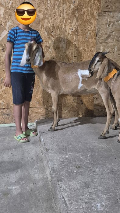 Capra si tap cu pedigree de olanda Targoviste • OLX.ro