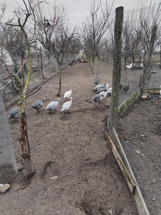 Bibilici de tara Banloc • OLX.ro