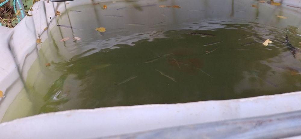 Peste viu biban caras platica Ramnicu Valcea • OLX.ro