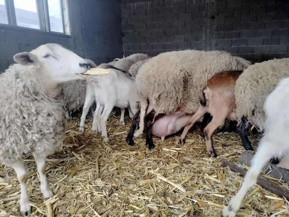 Vând oi Carabase și metiși Carabasa Suffolk,Texel Talpa-Bascoveni • OLX.ro