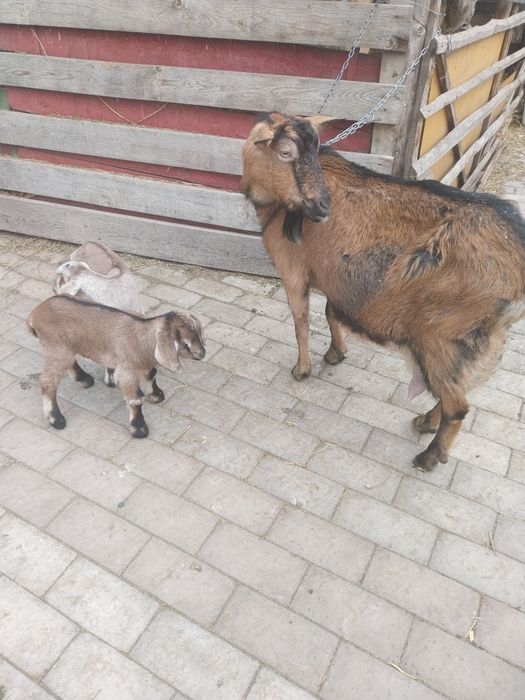 Vând capra alpina franceza Micesti • OLX.ro