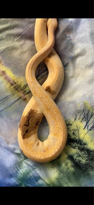 Piton regal foarte docil si cuminte Lazaret • OLX.ro