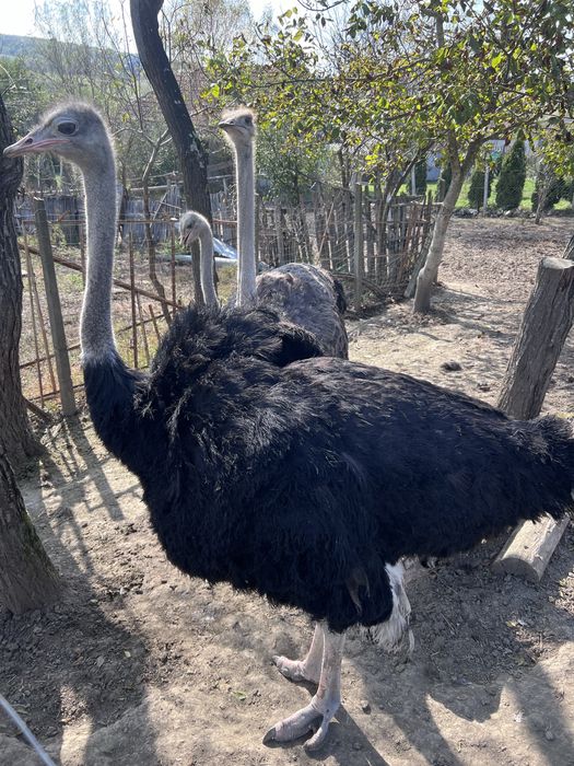Strutii africani Crasna • OLX.ro
