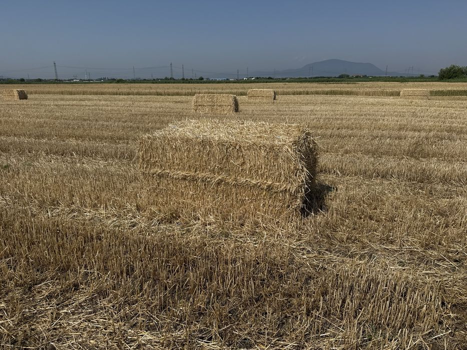 Baloti paie orz 2025 Brasov • OLX.ro